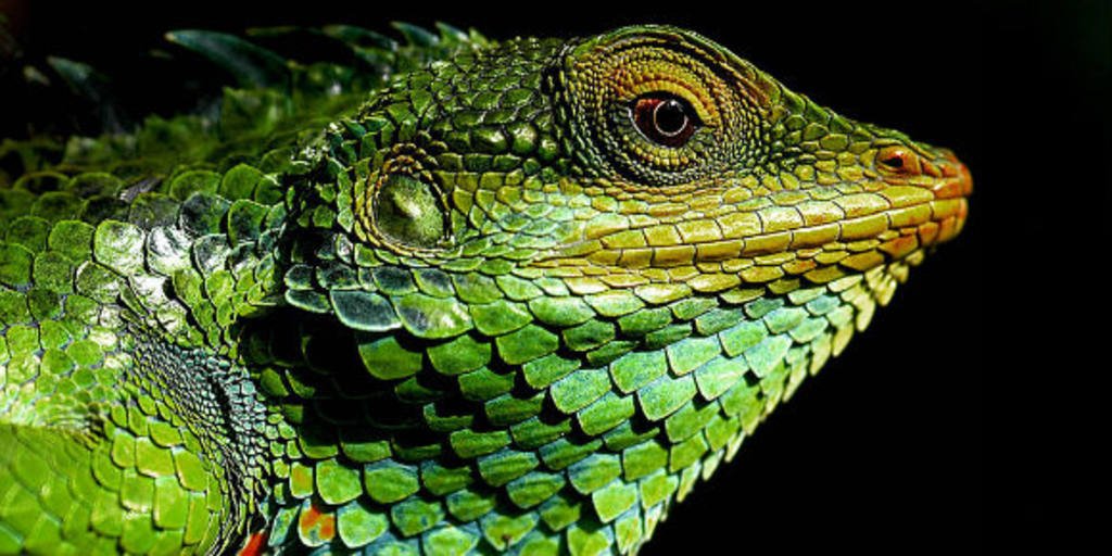 Quem ou o que é Lizard Squad, que atacou o Xbox e o PSN? - ISTOÉ DINHEIRO